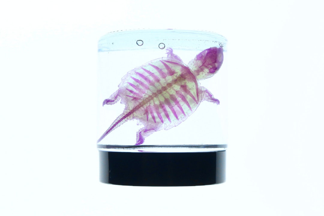 Diaphonized Baby Turtle A-grade - Etsy