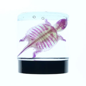 Diaphonized Baby Turtle A-grade - Etsy