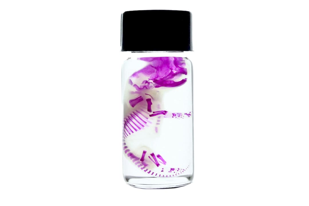 Diaphonized Fetal Mouse in 1.5” Jar Mice - Etsy