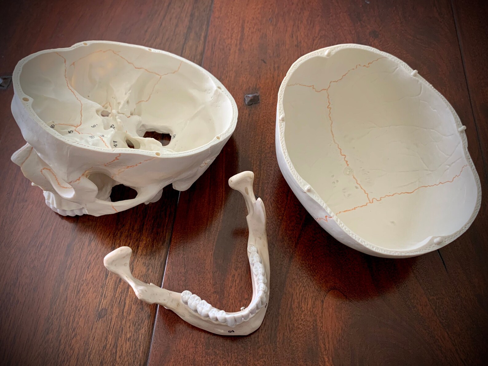 Life-size Human Skull Study Model | Etsy