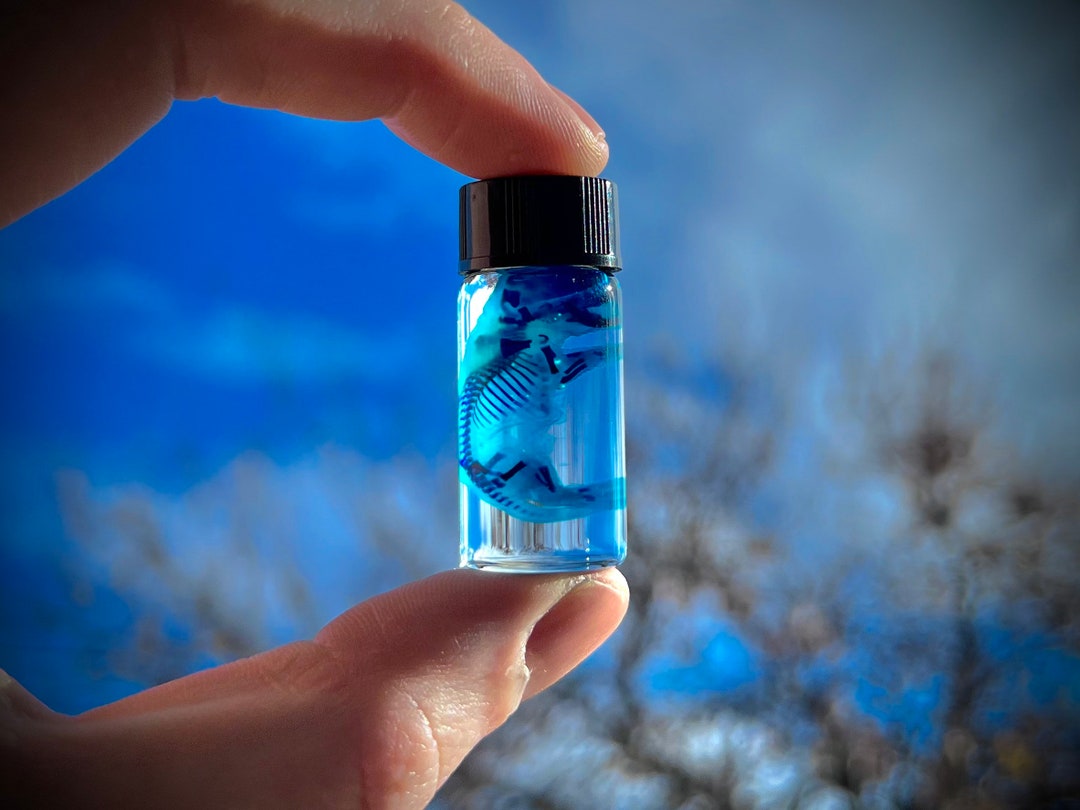 Diaphonized Fetal Mouse in 1.5 Jar Mice - Etsy