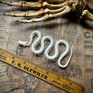 Snake Skeleton Taxidermy - Etsy