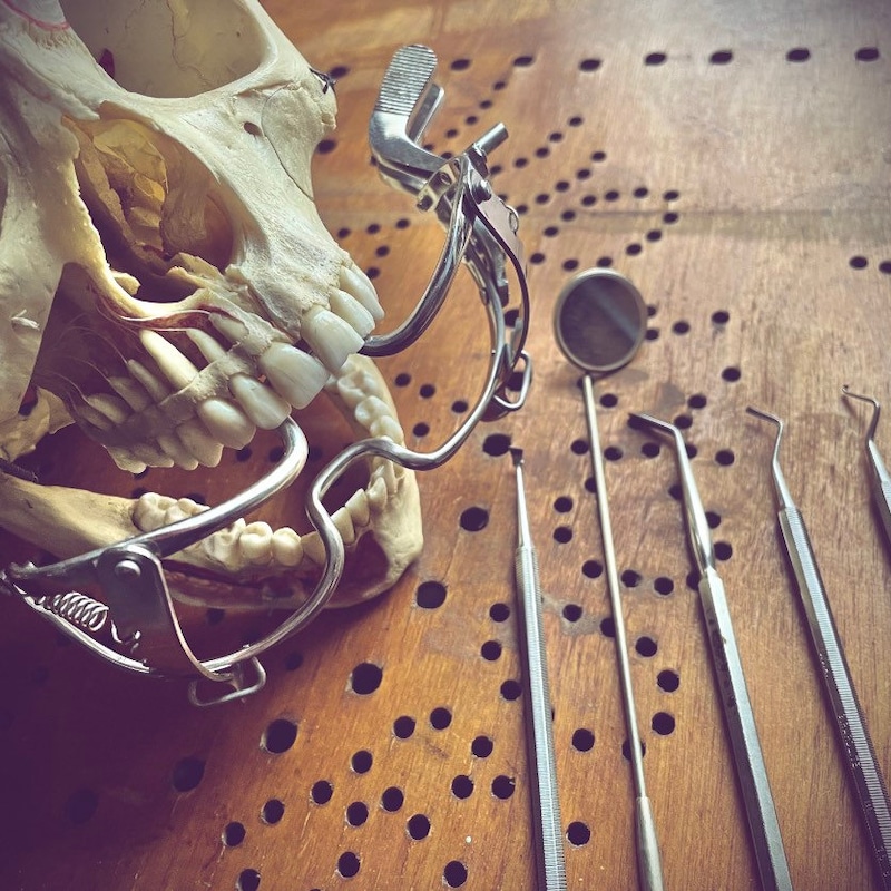 Spider Gag - Etsy