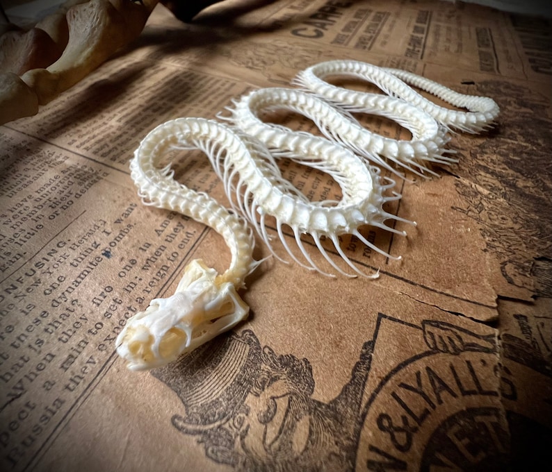 Snake Skeleton Taxidermy - Etsy