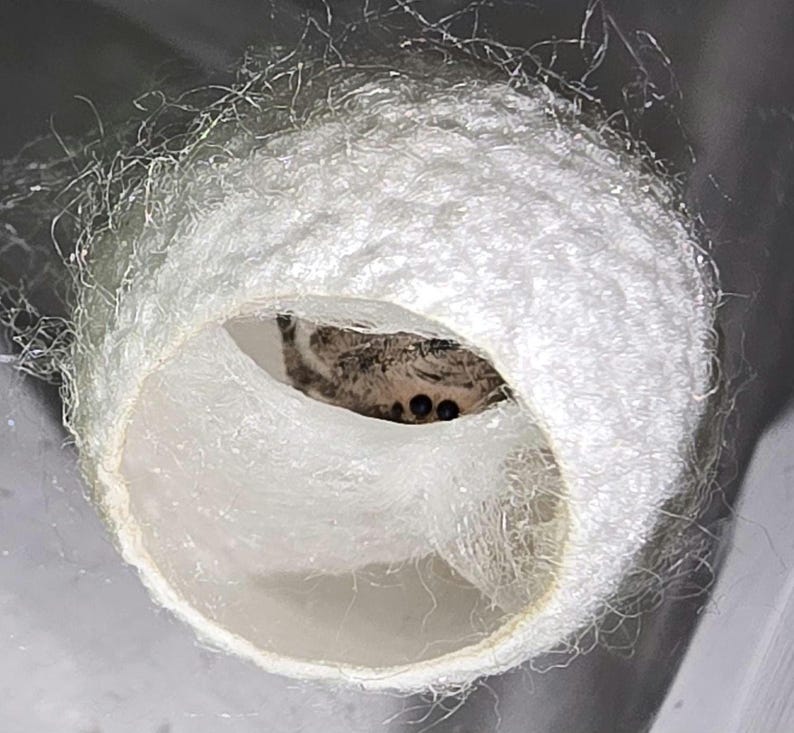 Jumping Spider Hide - Etsy