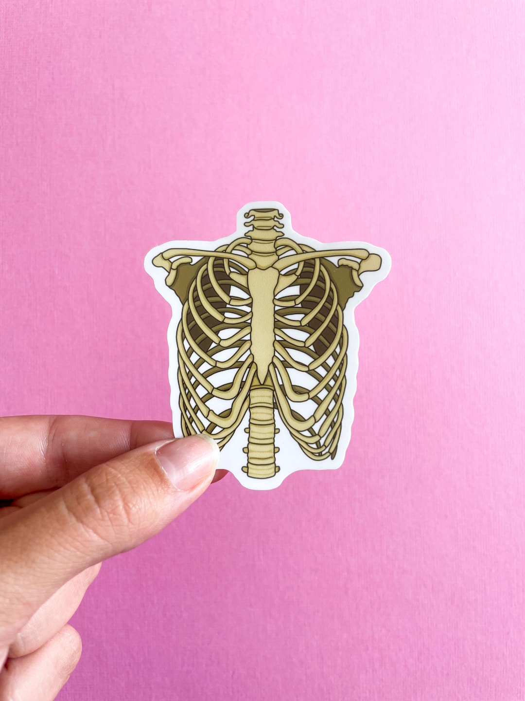 Ribcage Sticker, Skeleton Sticker, Skeletal Sticker, Oddity Sticker ...