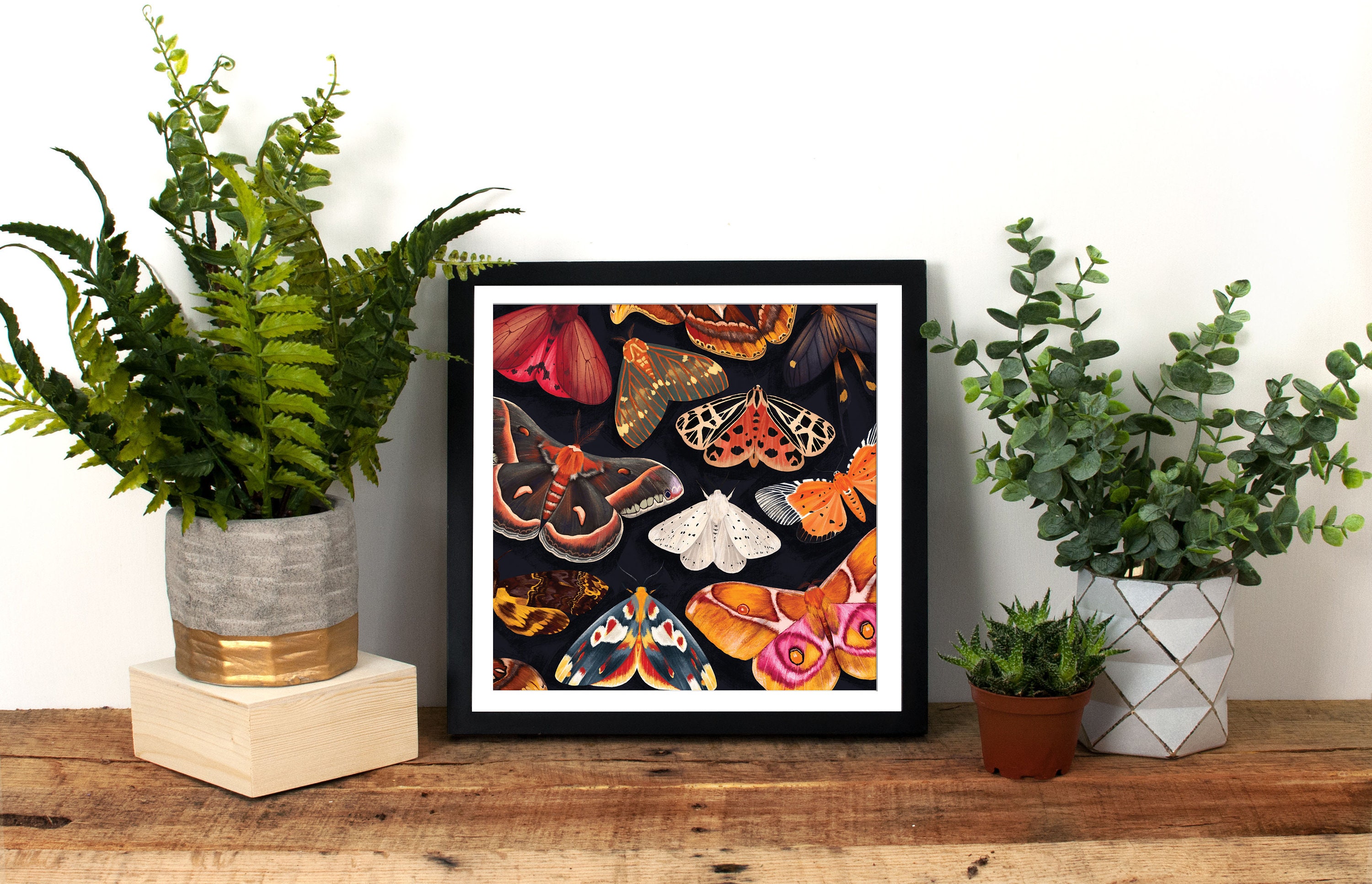 Painted Moth Art Print Moth Home Decor Moth Wall Art Atlas - Etsy