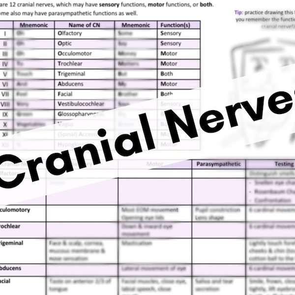 Nursing School Cranial Nerves - Etsy