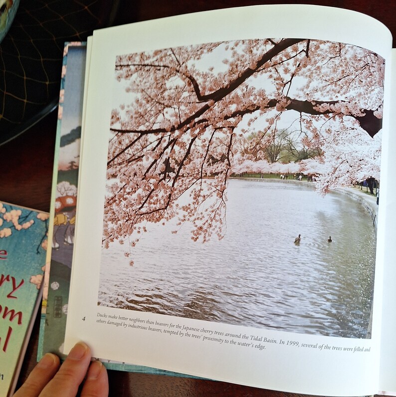 The Cherry Blossom Festival Sakura Celebration by Ann Mcclellan - Etsy