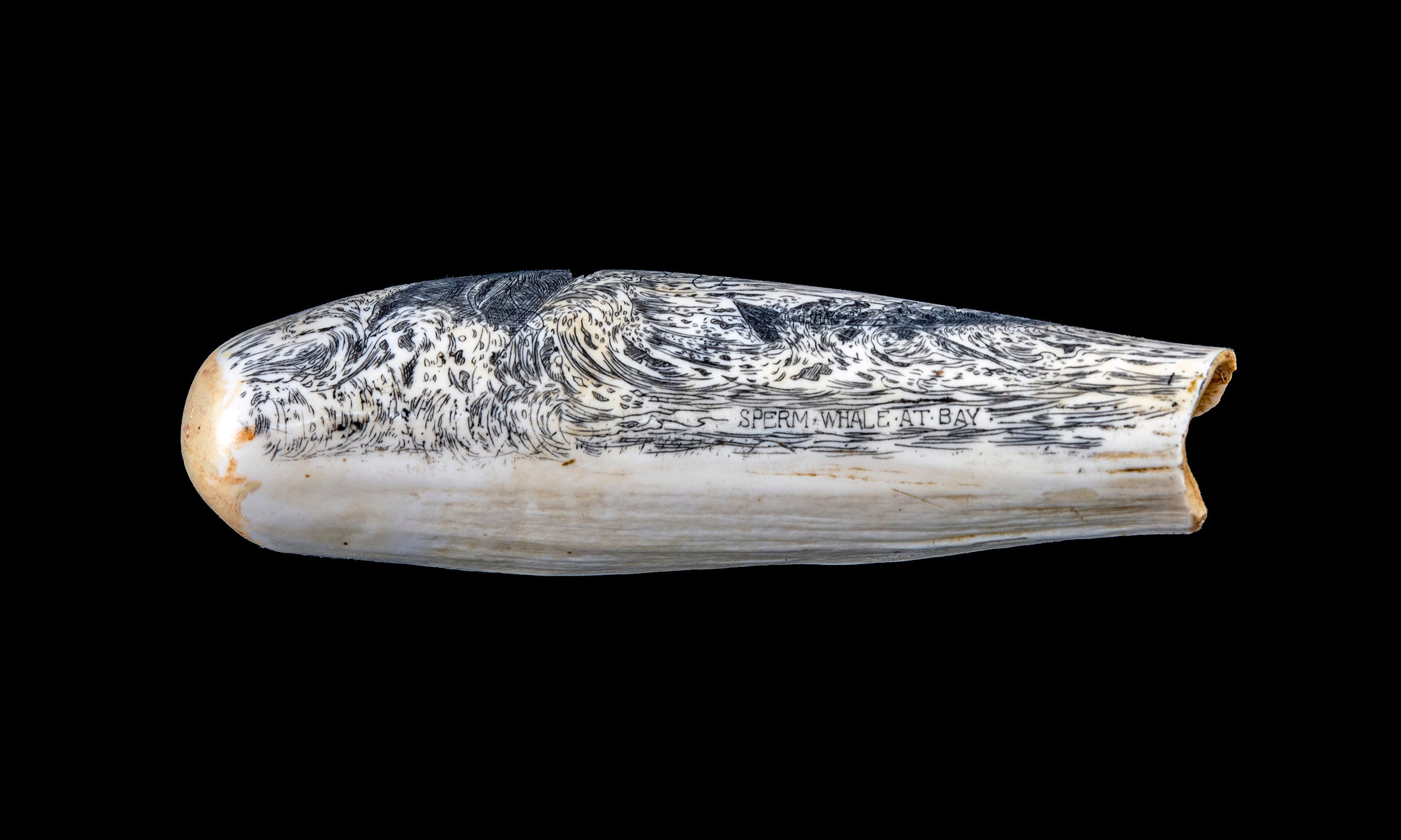 Faux Sperm Whale Tooth Eco sperm Whale at Bay - Etsy Denmark