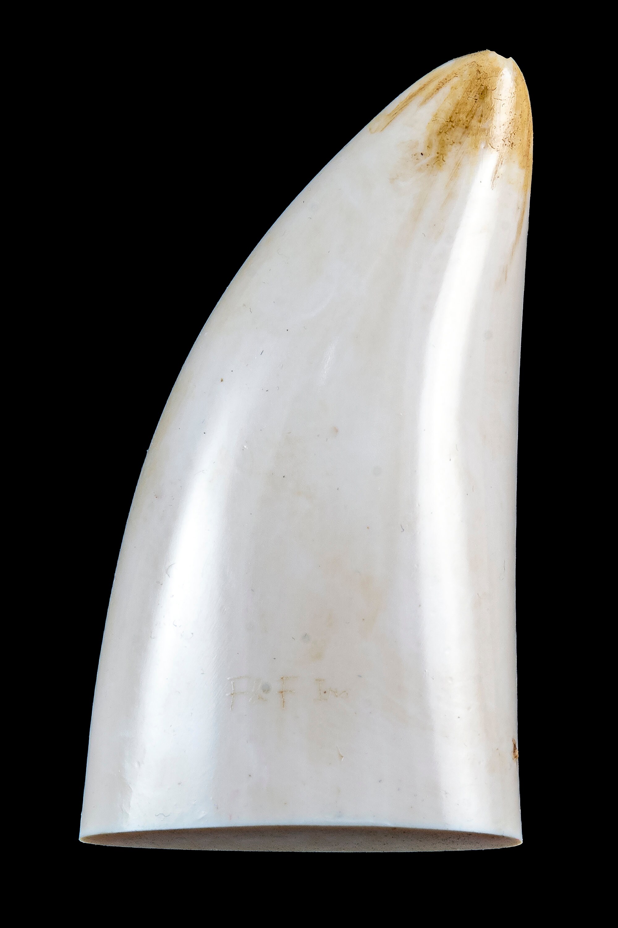 Large Sperm Whale Faux Tooth Lagoda Scrimshaw Design. Eco - Etsy UK