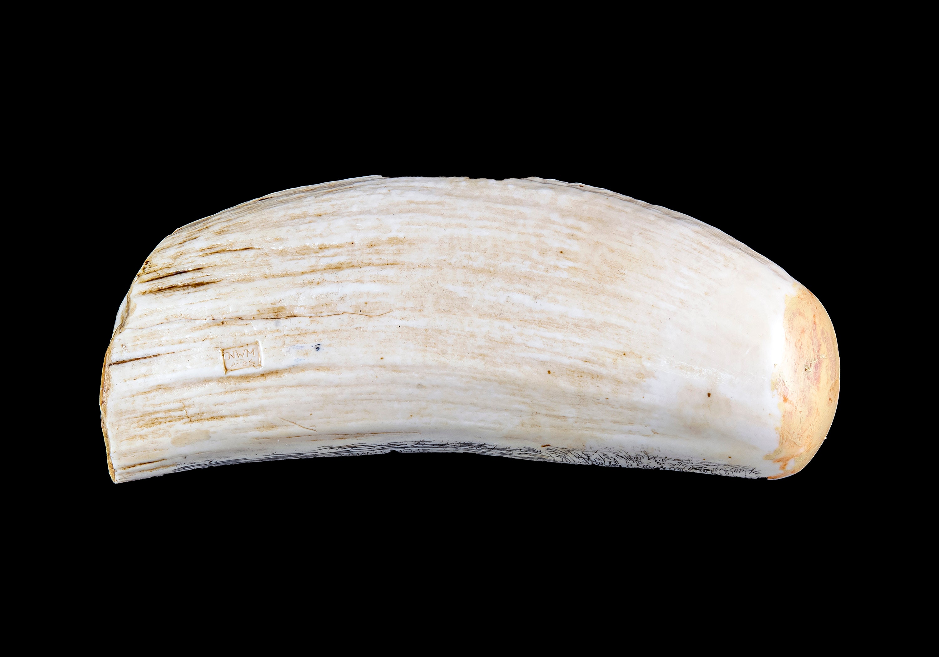 Faux Sperm Whale Tooth Eco "sperm Whale at Bay" Scrimshaw Tooth. Eco ...