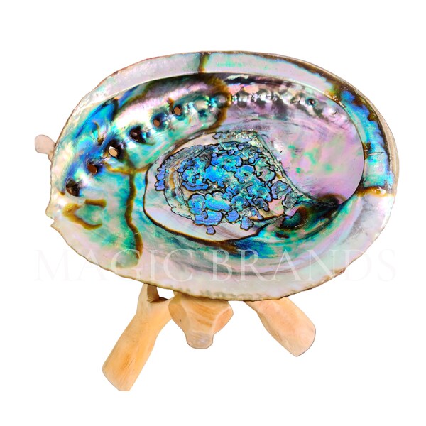 Blue Abalone Shell - Etsy