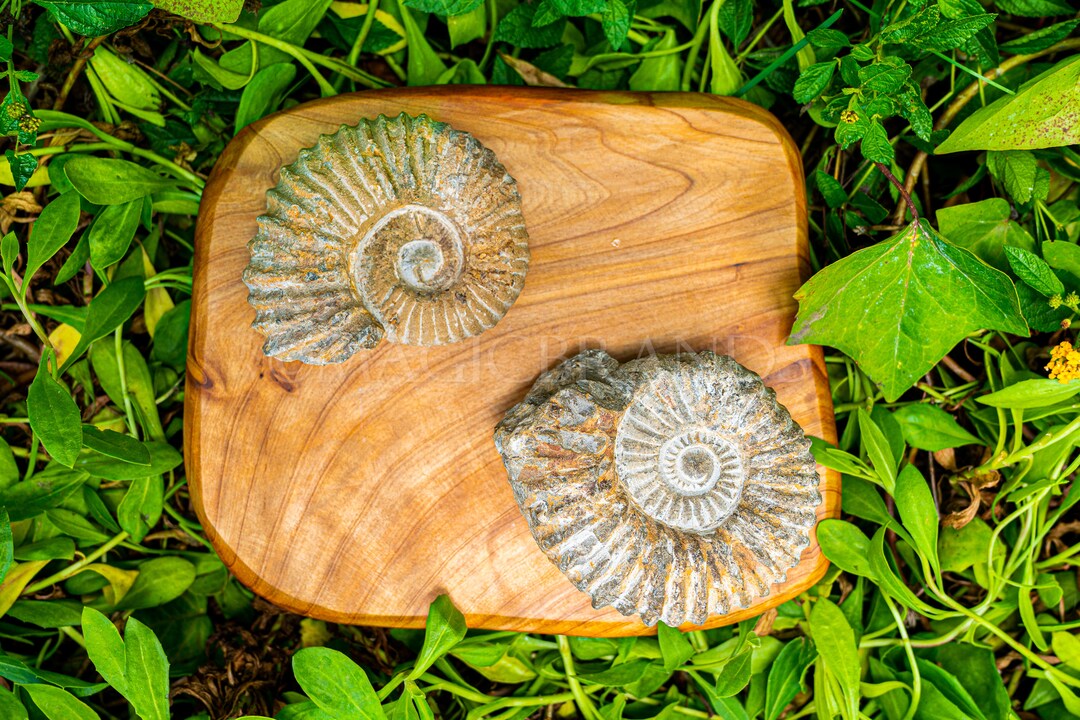 EXTRA LARGE Raw Ammonite Fossil Cephalopod - 250 Million Years Old 4-6 ...