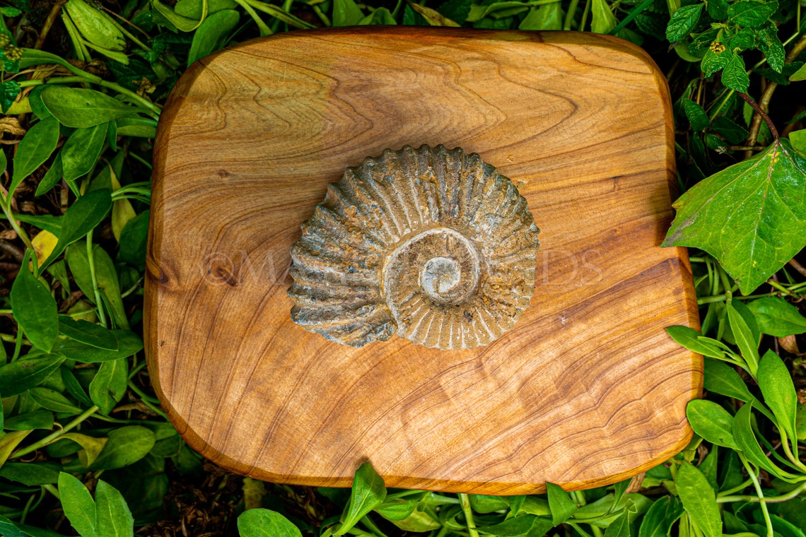 Large Raw Ammonite Fossil – 250 Million Year Old Crystal Specimen - Etsy