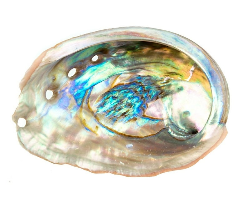 Bulk Abalone Shell Smudge Bowl, 3-4" or 4-5", Sage Holder - Etsy Australia