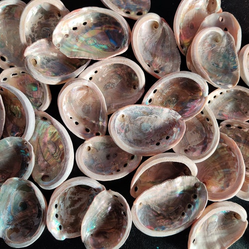 Wholesale Abalone Shells for Smudging Smudging Bowl to Smudge - Etsy