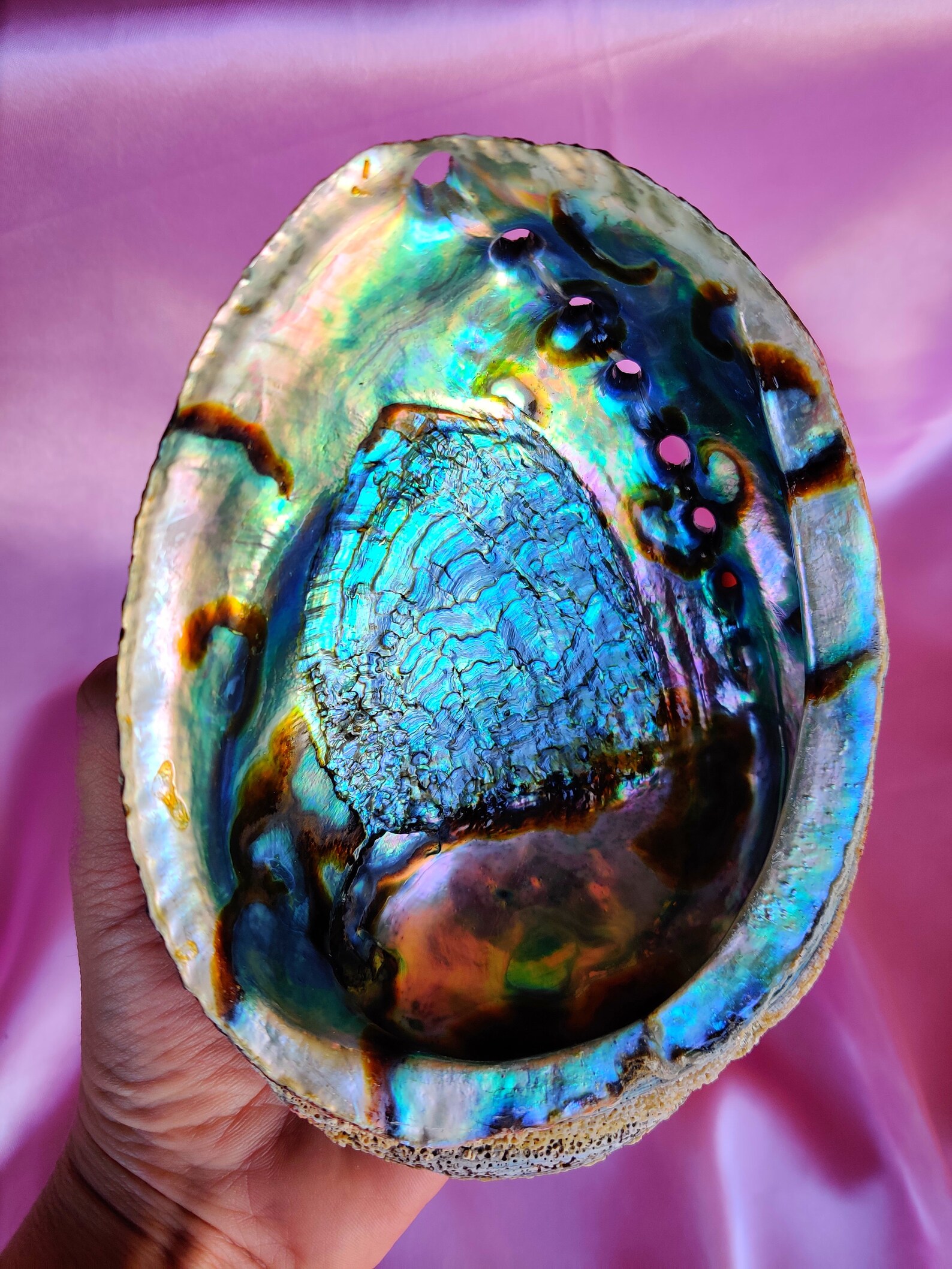 Wholesale Abalone Shells for Smudging Smudging Bowl to Smudge - Etsy