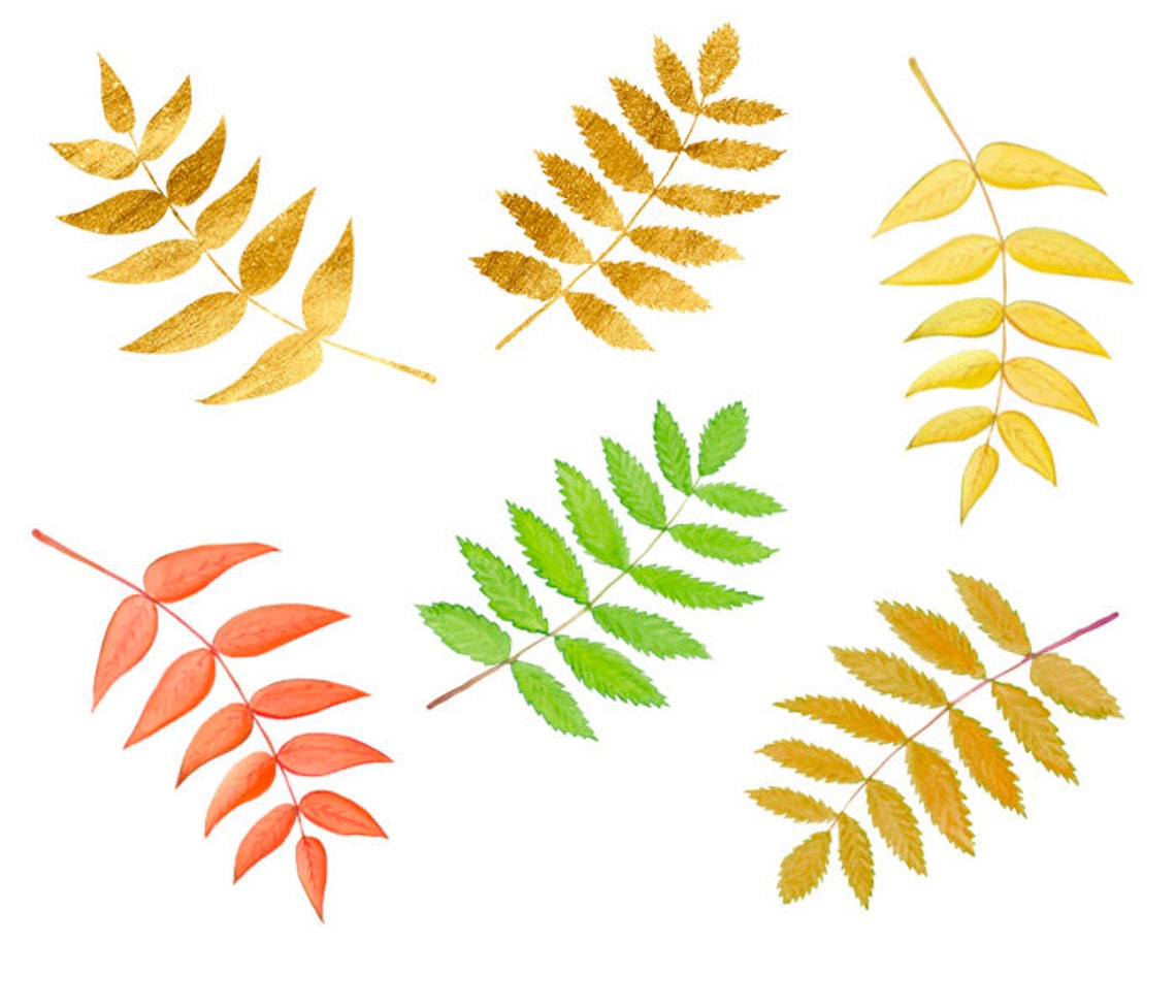 Autumn Fall Watercolor Clipart Leaves 24 Leaves Hand - Etsy