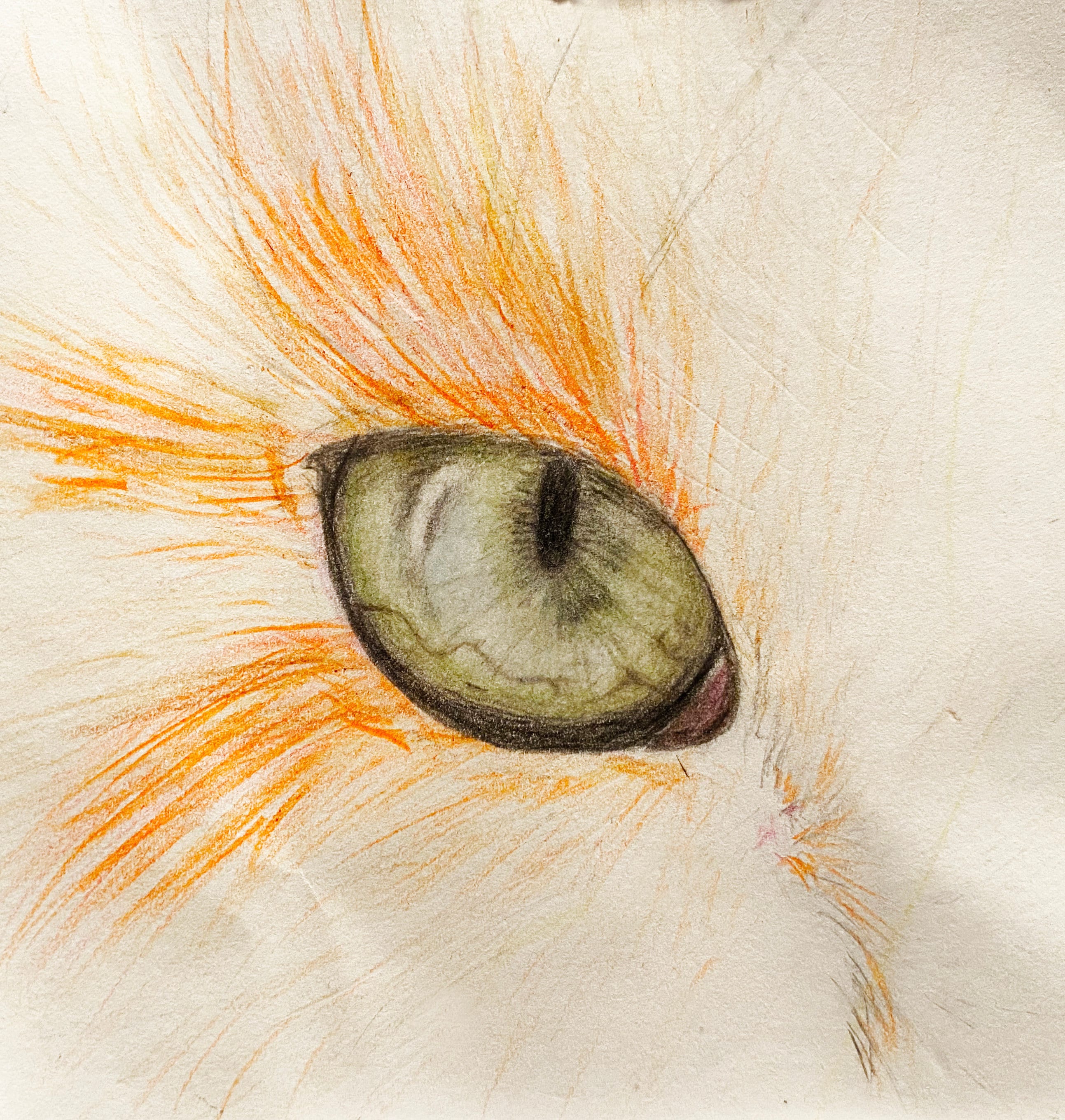 A Realistic Cat Eye Print. - Etsy