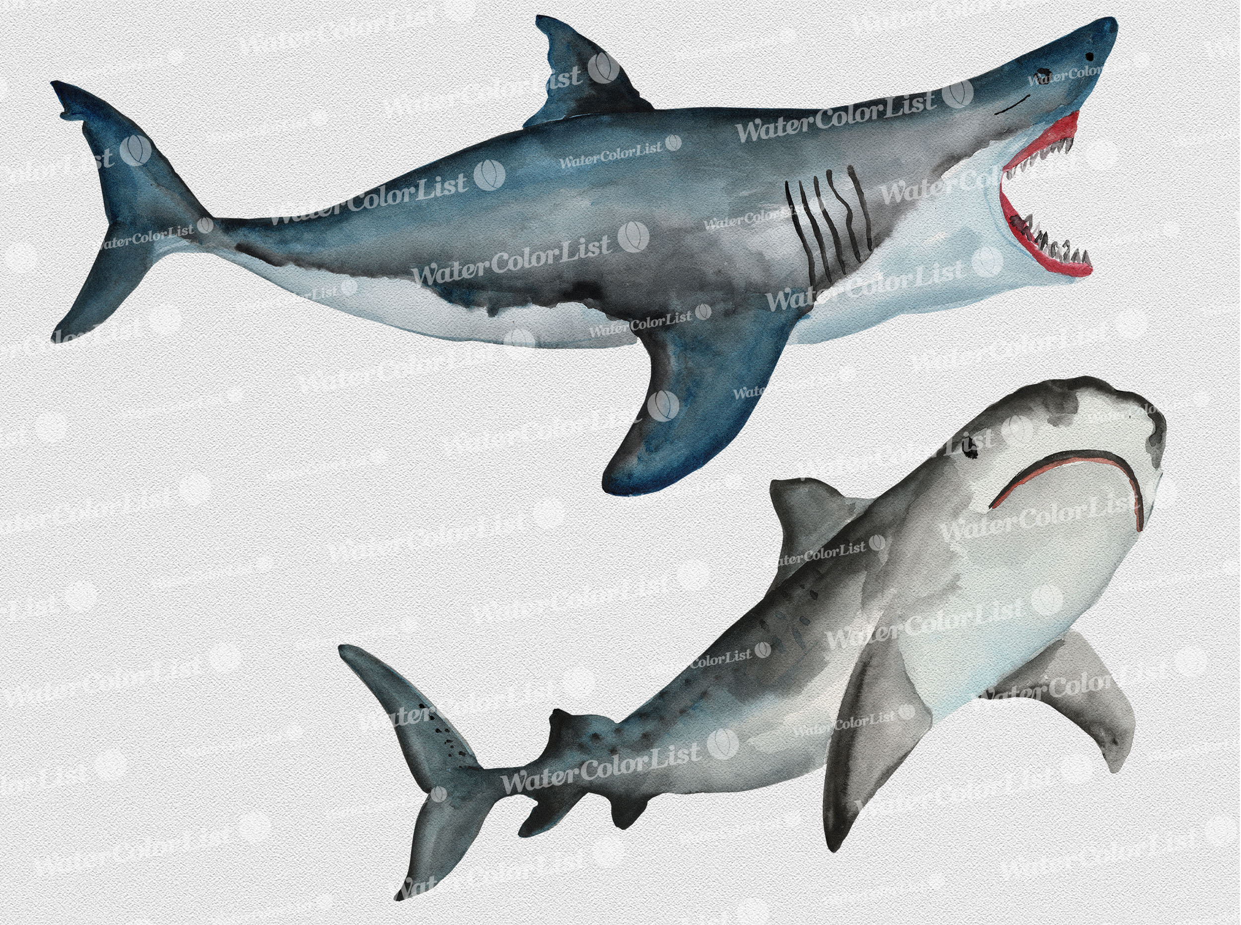 Dolphins|sharks|killer Whales|blue Whale| Marine Mammals|sea Monster ...