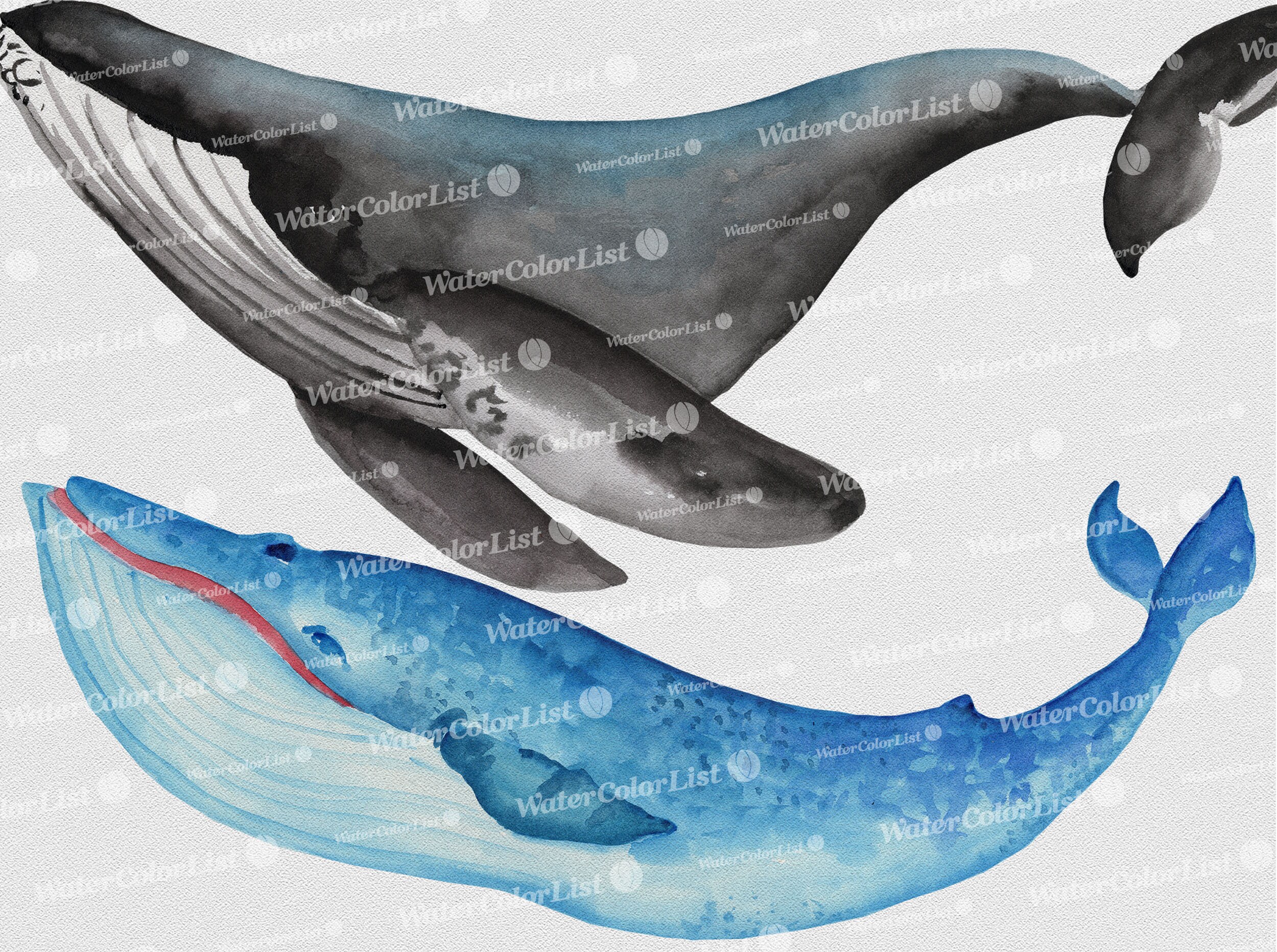 Dolphins|sharks|killer Whales|blue Whale| Marine Mammals|sea Monster ...