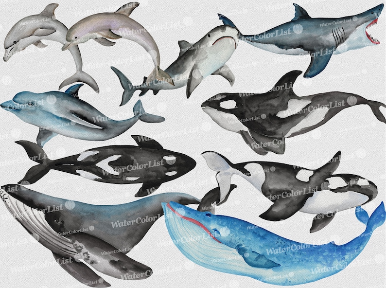 Dolphins|sharks|killer Whales|blue Whale| Marine Mammals|sea Monster ...