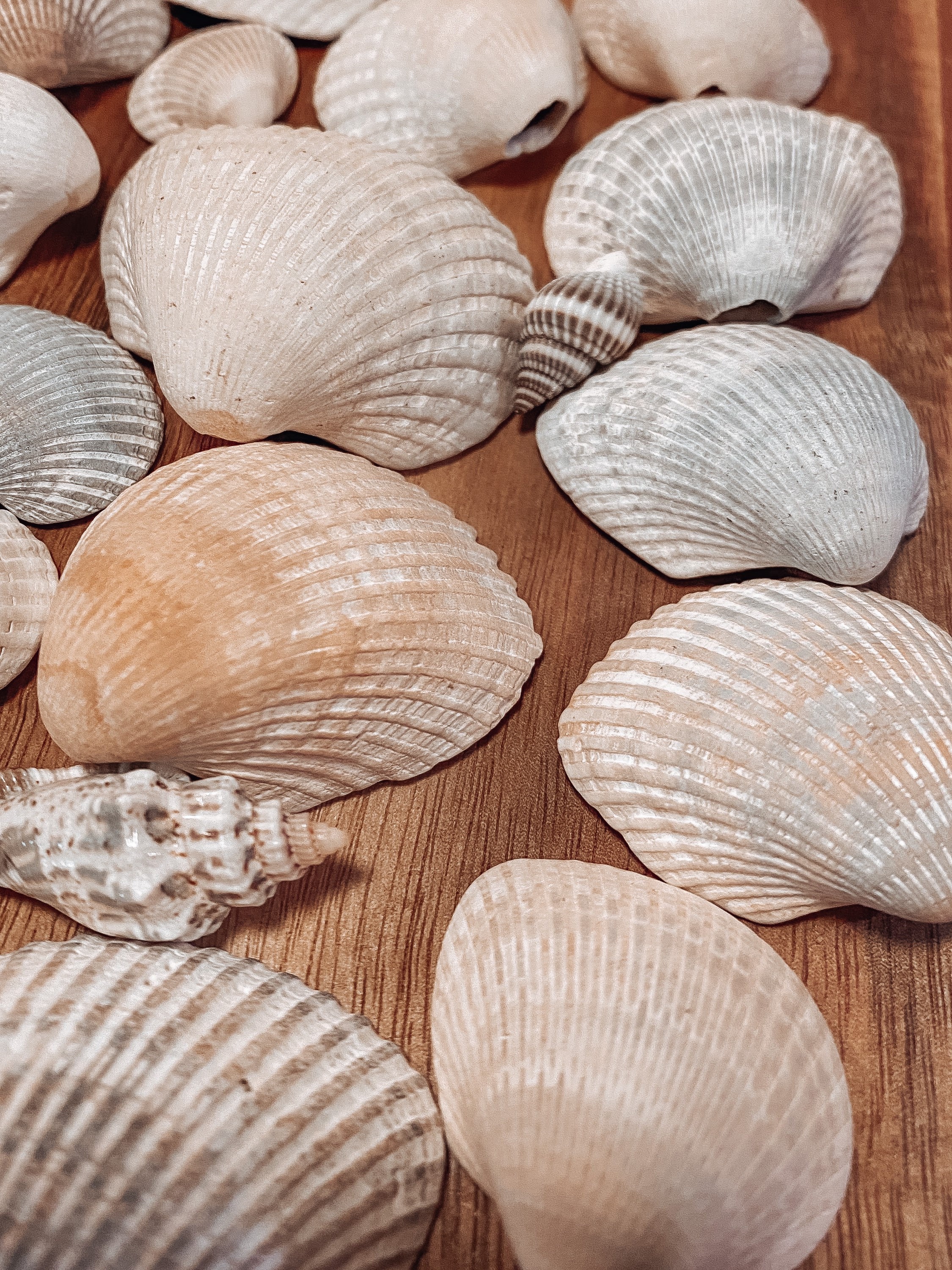 40 Beach Sea Shells // Chesapeake Bay Maryland | Etsy