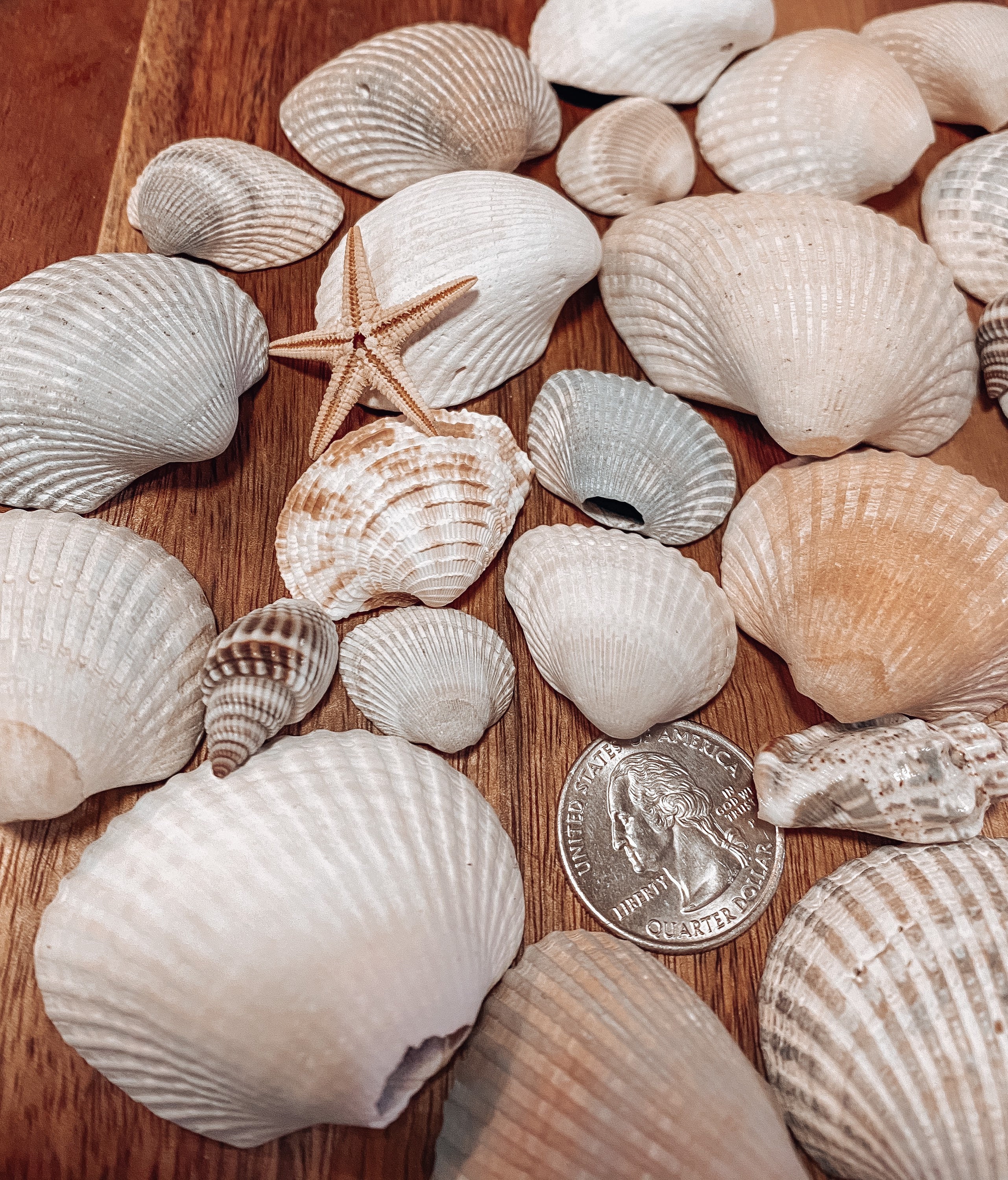 40 Beach Sea Shells // Chesapeake Bay Maryland | Etsy