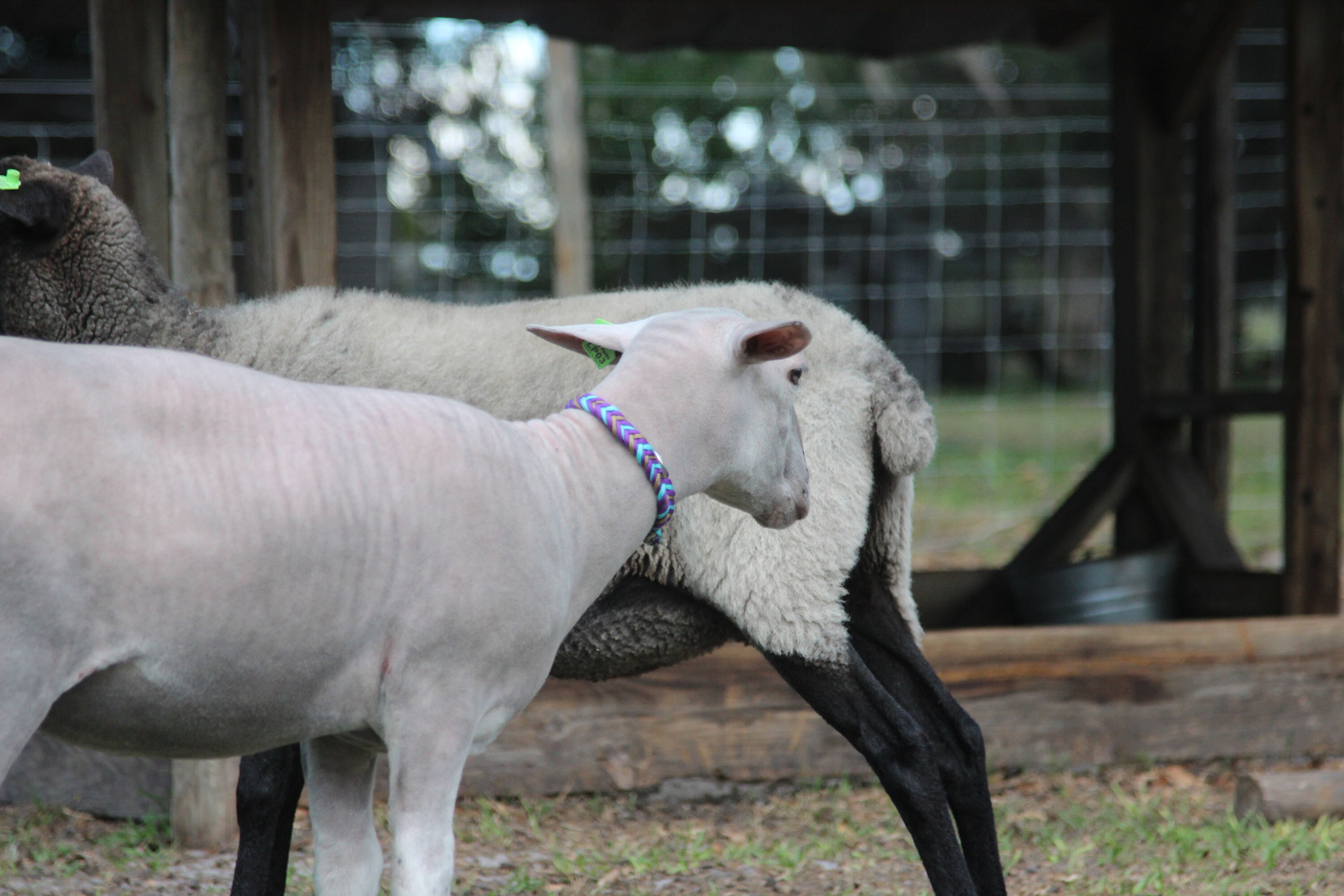 Custom Sheep/Goat Fishtail Paracord Collar | Etsy