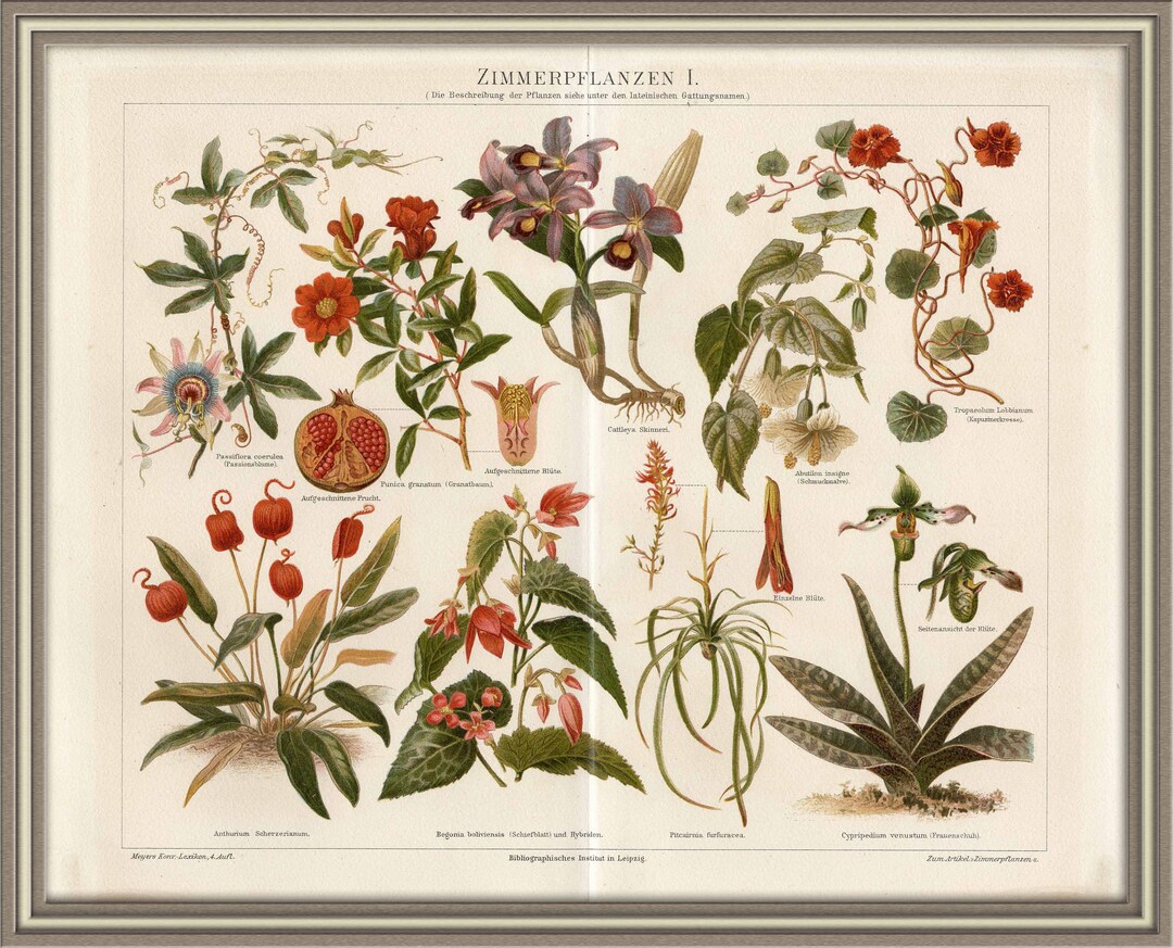 From 1886 Colored Lithograph Print of HOUSEPLANTS - Etsy