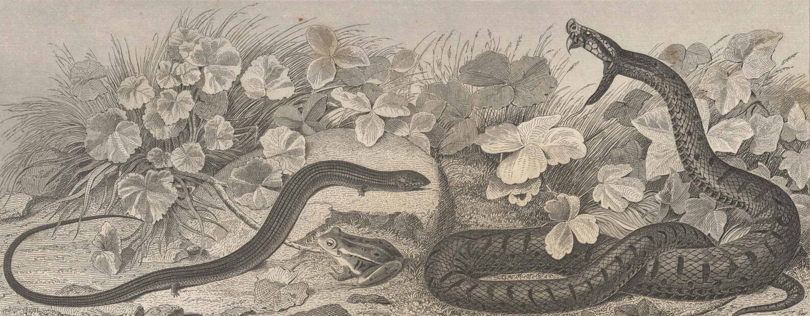 From 1870 Copper Engraving Print of SNAKES - Etsy
