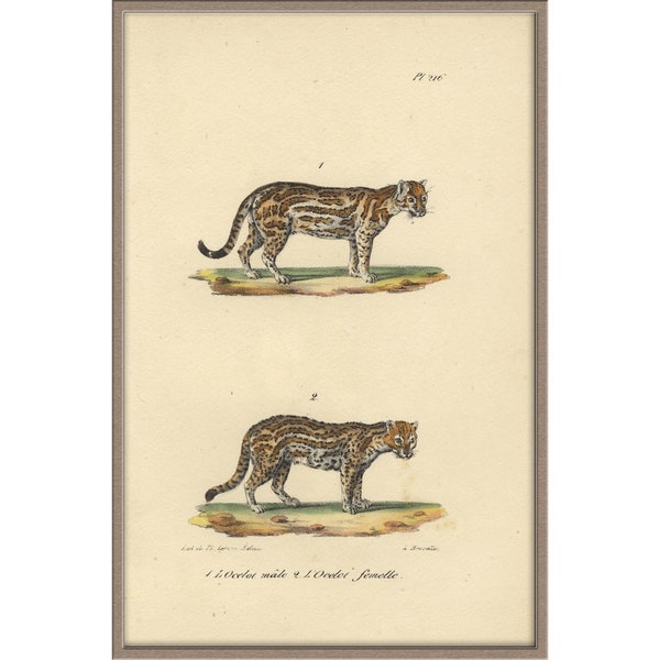 Ocelots - Etsy