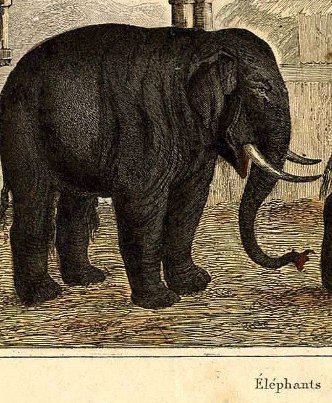 From 1860 Hand Colored Lithograph Print of Elephants - Etsy