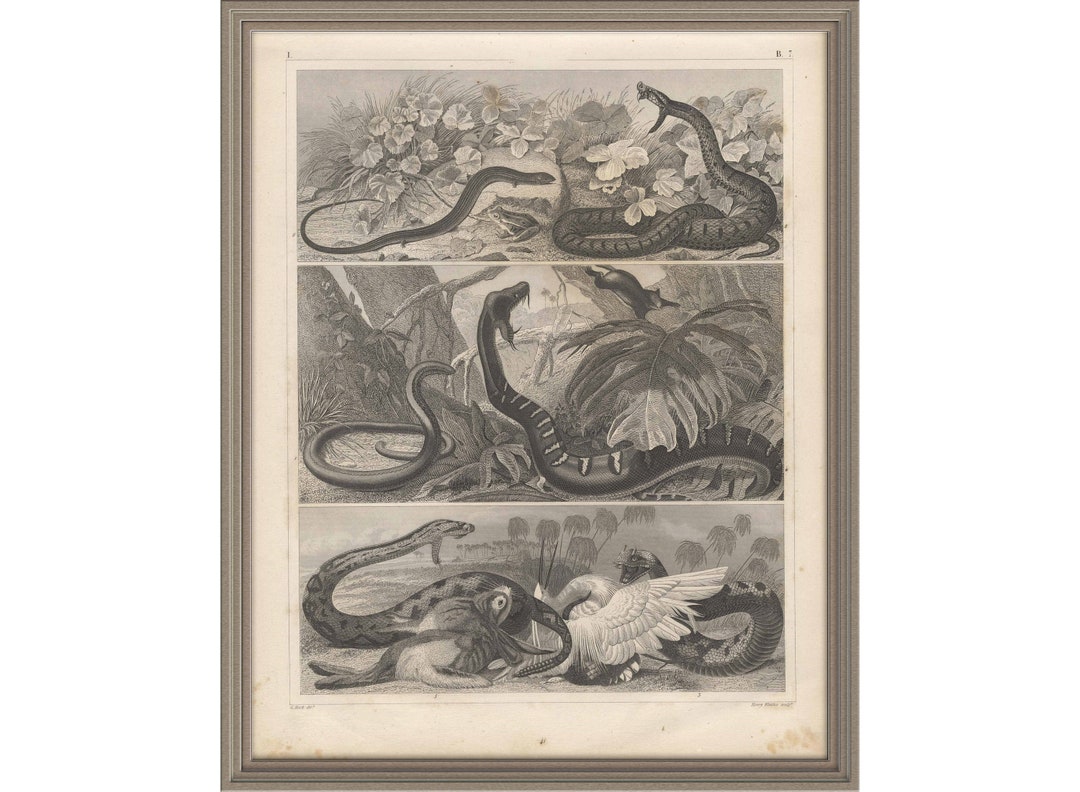 From 1870 Copper Engraving Print of SNAKES - Etsy