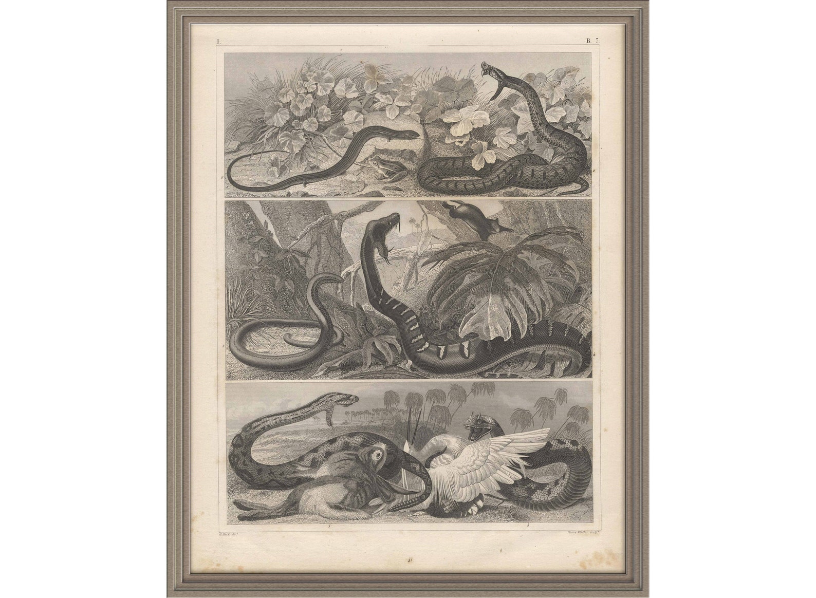 From 1870 Copper Engraving Print of SNAKES - Etsy