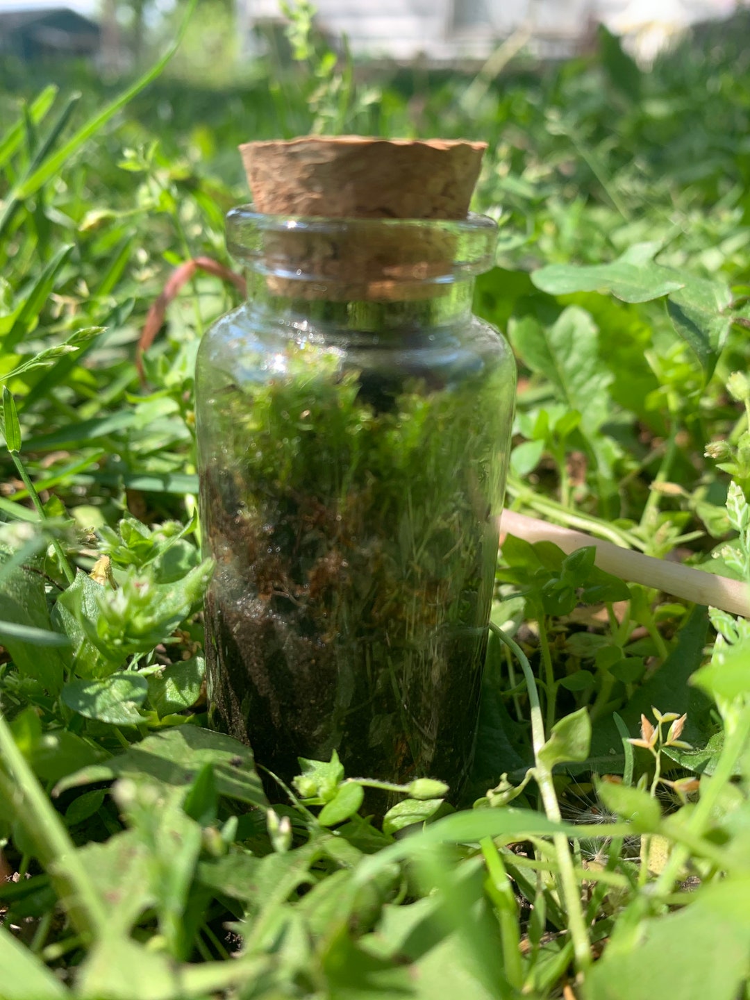 Lucky Live Moss Spell Jar - Etsy