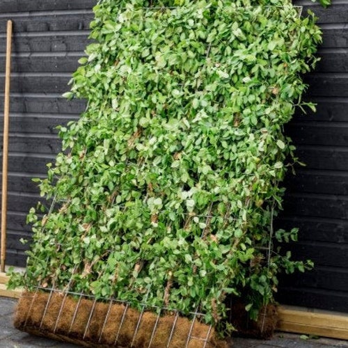 Mobilane Instant Green Screen a Ready Made Privacy Hedge | Etsy UK