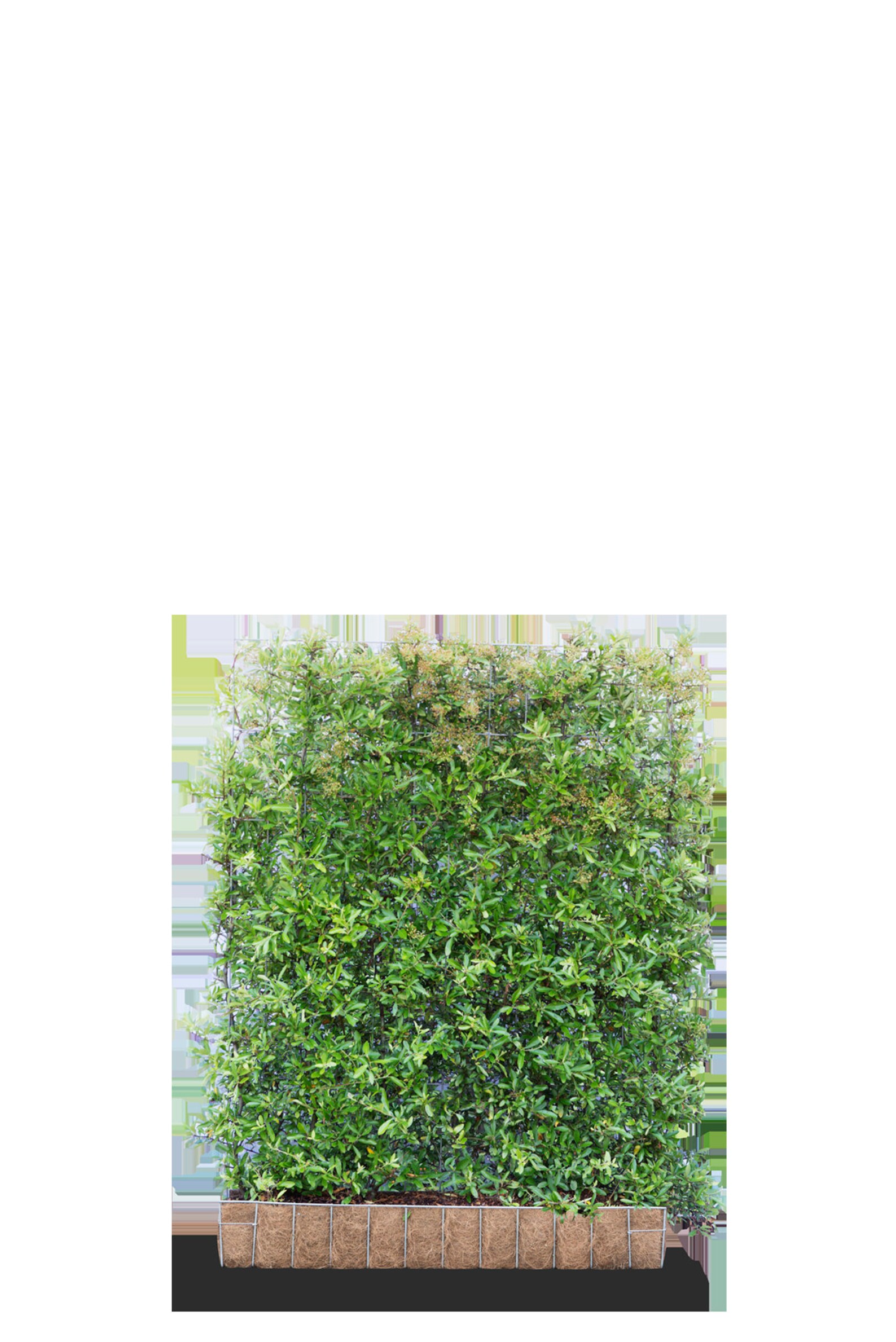 Mobilane Instant Green Screen a Ready Made Privacy Hedge | Etsy UK