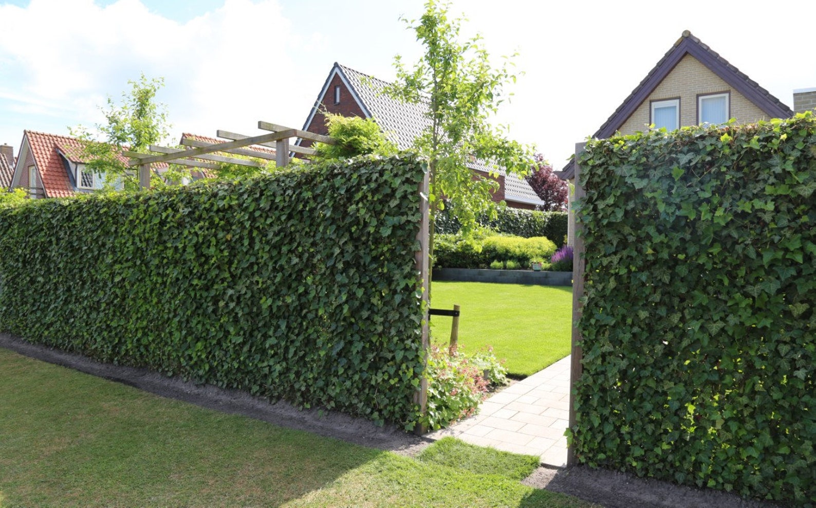 Mobilane Instant Green Screen a Ready-made Privacy Hedge,pre-grown ...