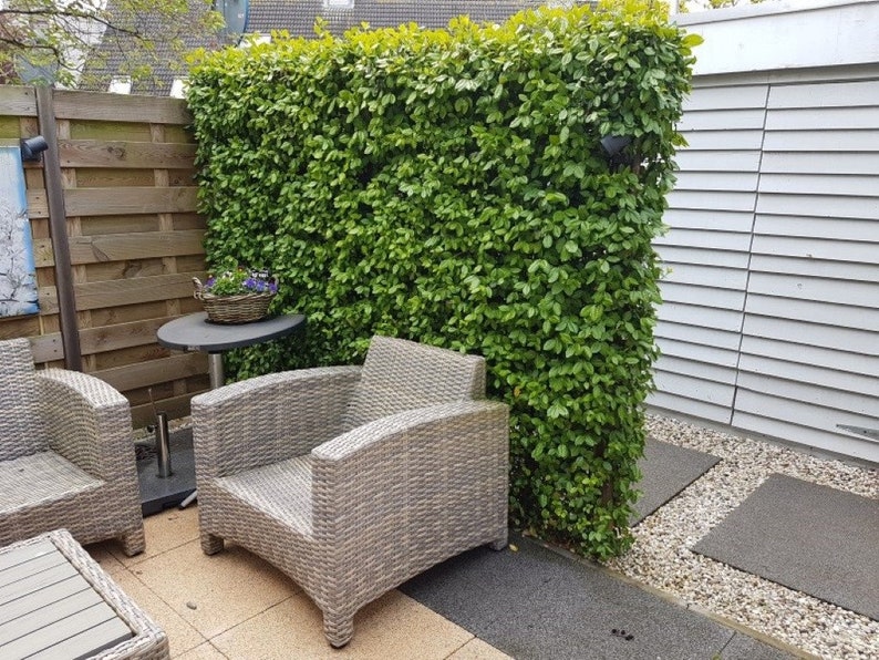 Mobilane Instant Green Screen a Ready Made Privacy Hedge Pre-grown ...