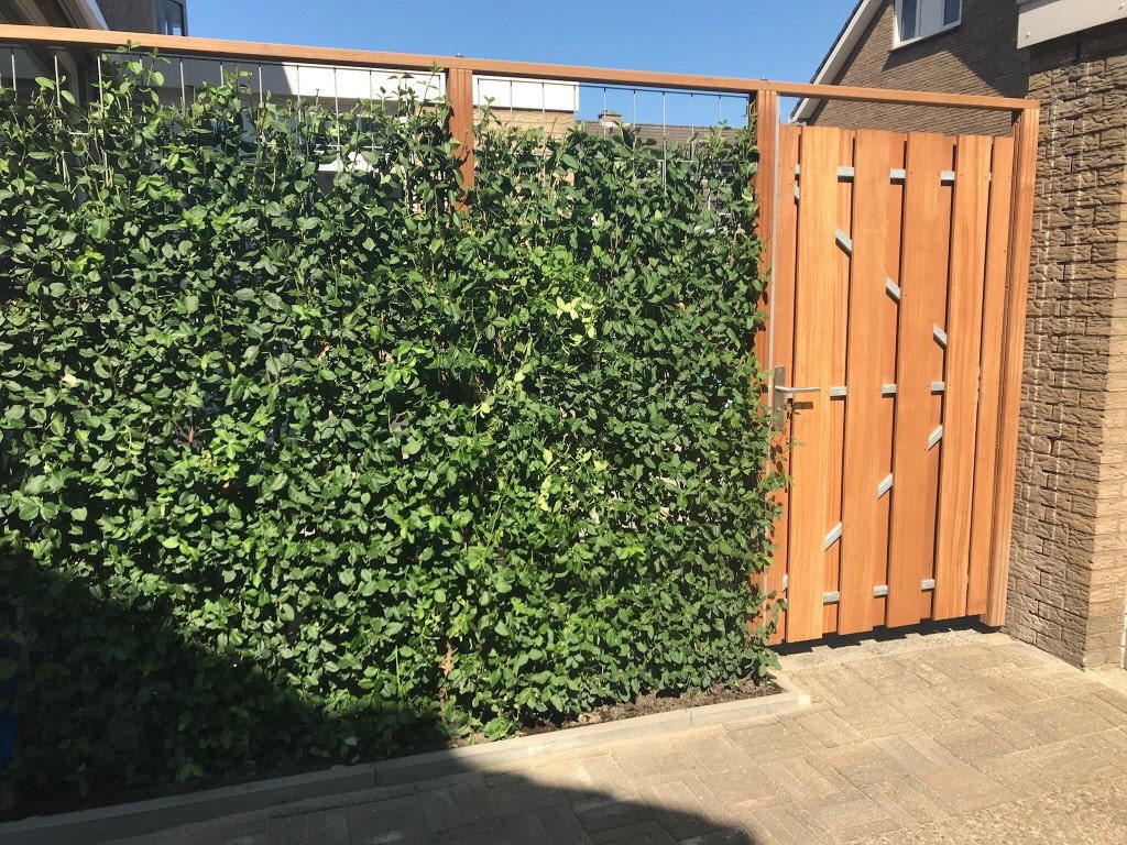 Mobilane Instant Green Screen a Ready Made Privacy Hedge Pre-grown ...