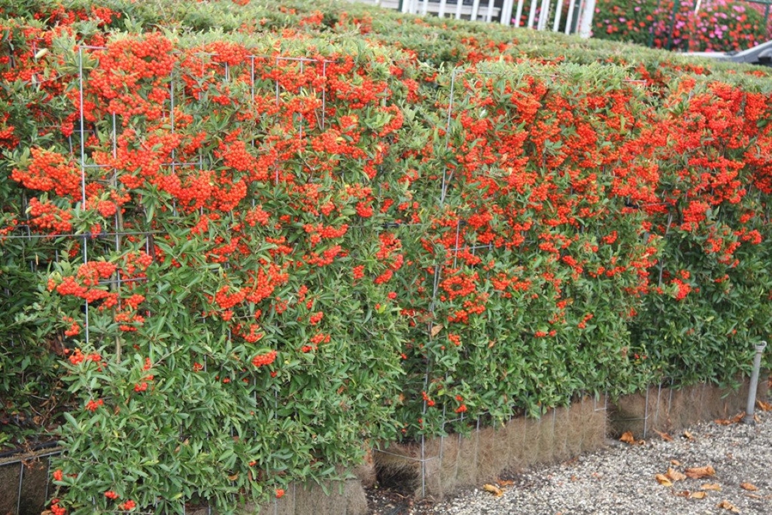 Mobilane Instant Green Screen a Ready Made Privacy Hedge | Etsy Ireland