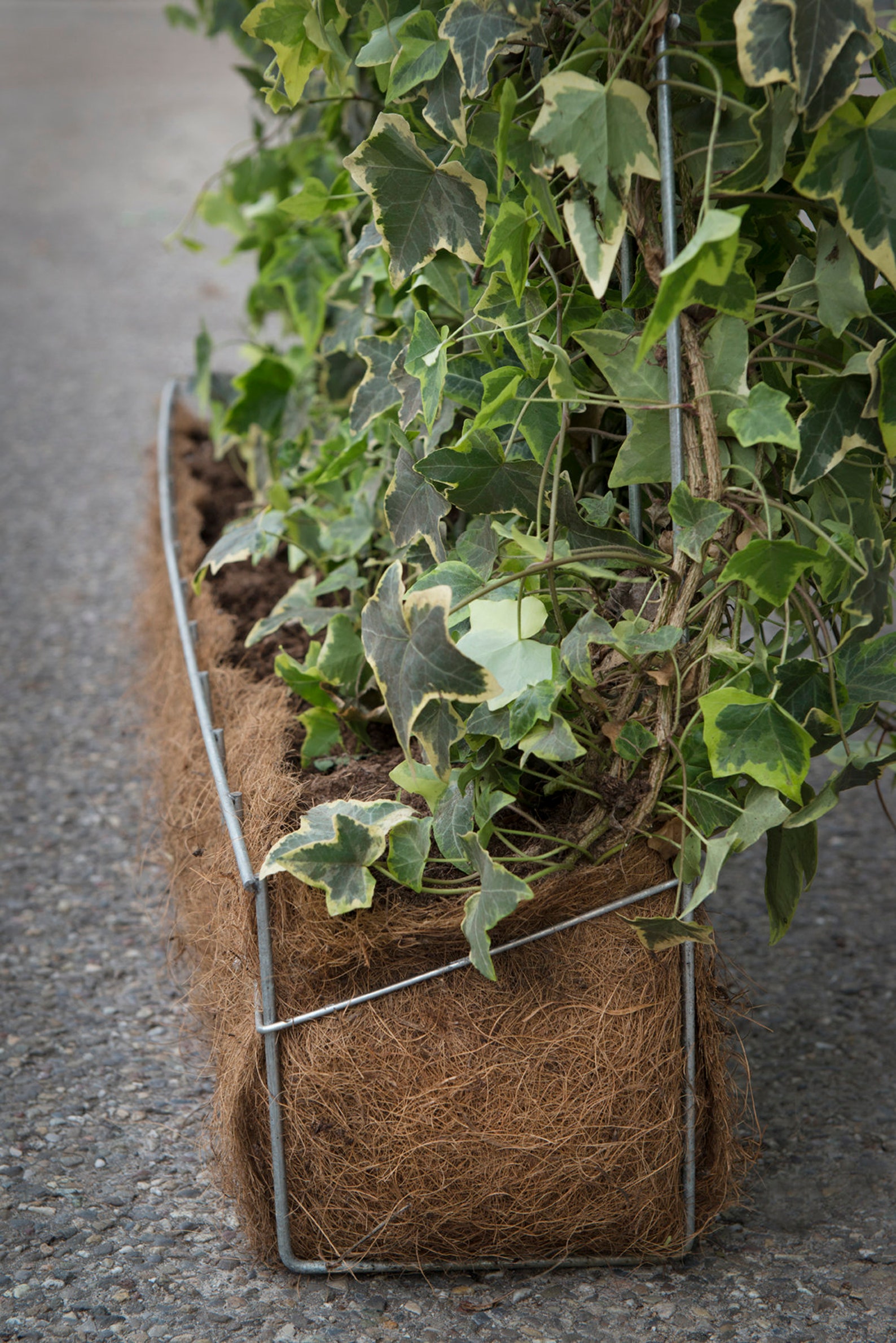 Mobilane Instant Green Screen a Ready-made Privacy Hedge,pre-grown ...