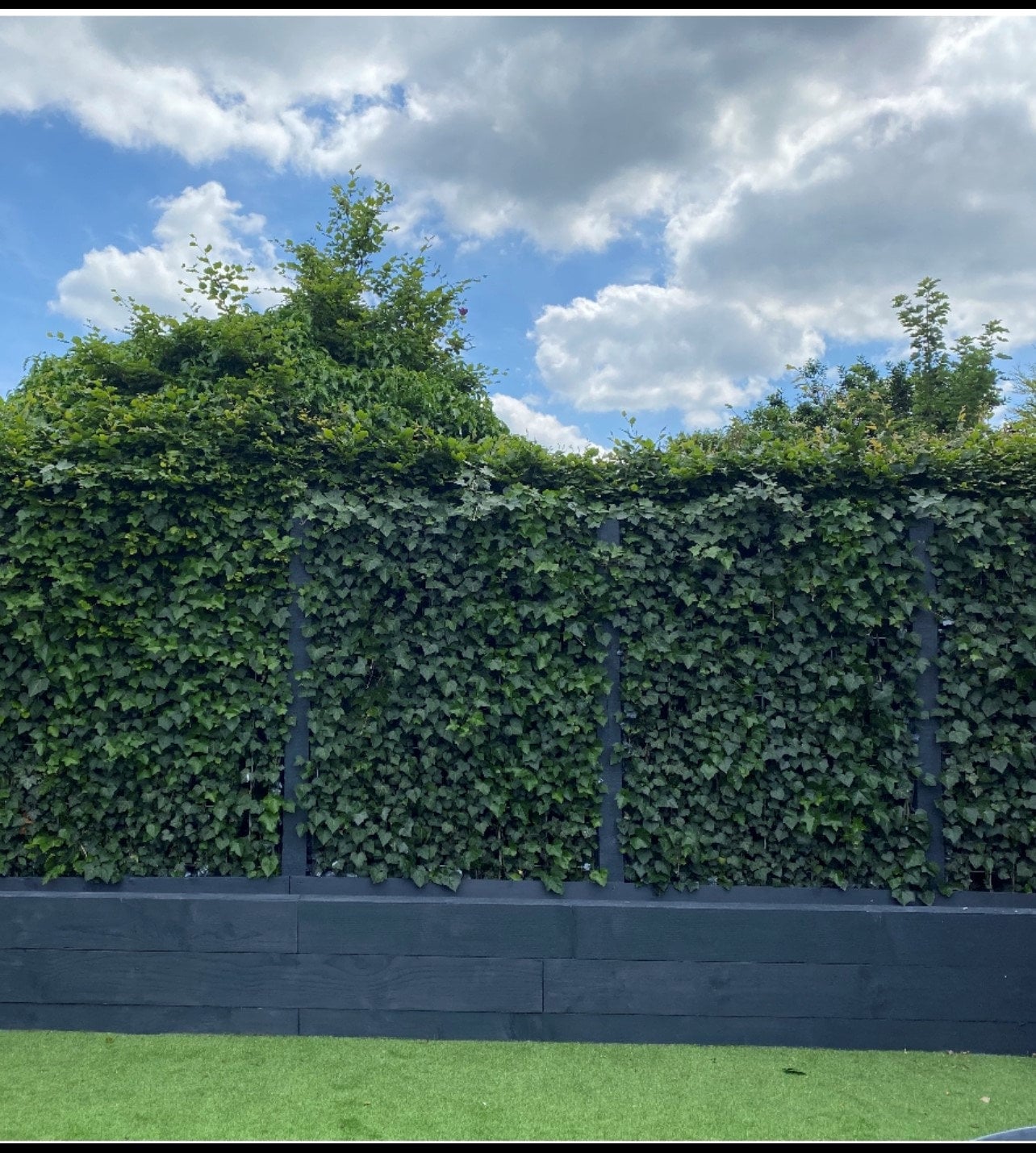 Mobilane Instant Green Screen a Ready-made Privacy Hedge,pre-grown ...