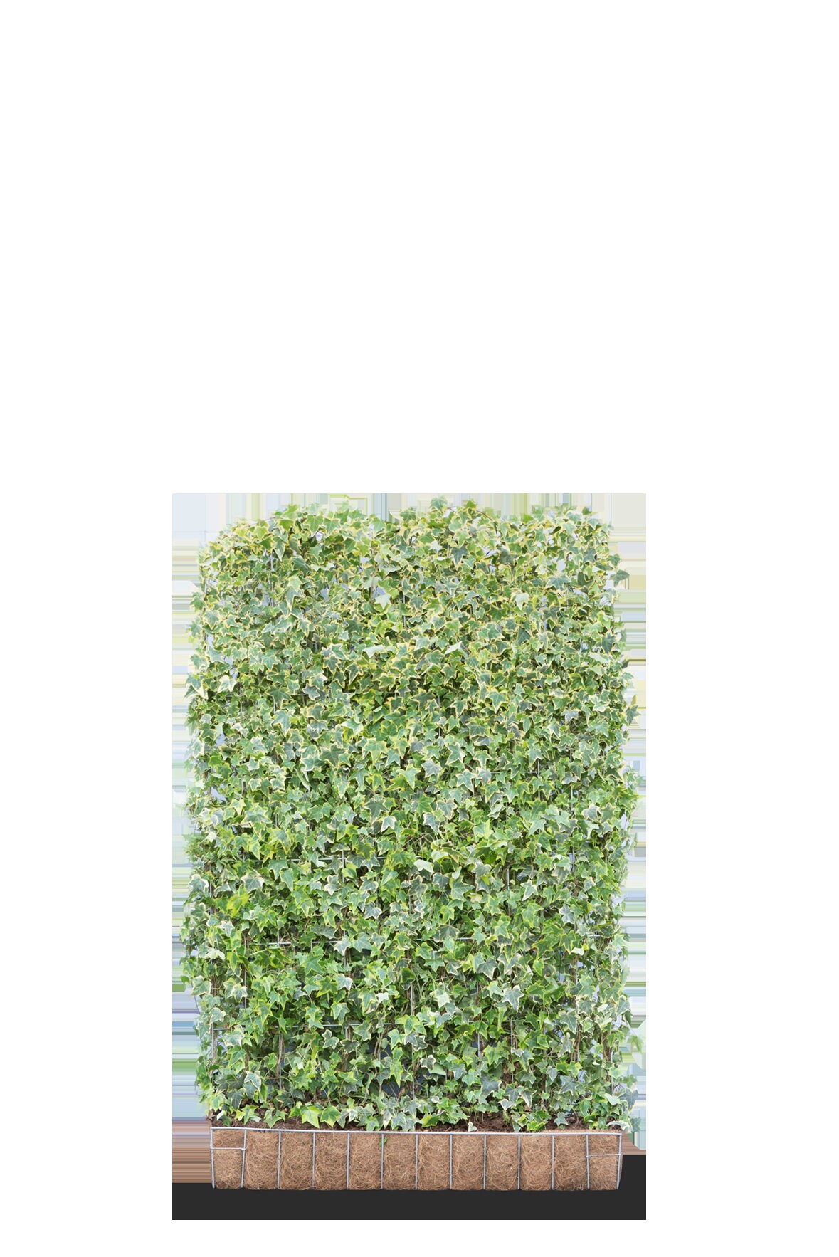 Mobilane Instant Green Screen a Ready Made Privacy Hedge | Etsy UK