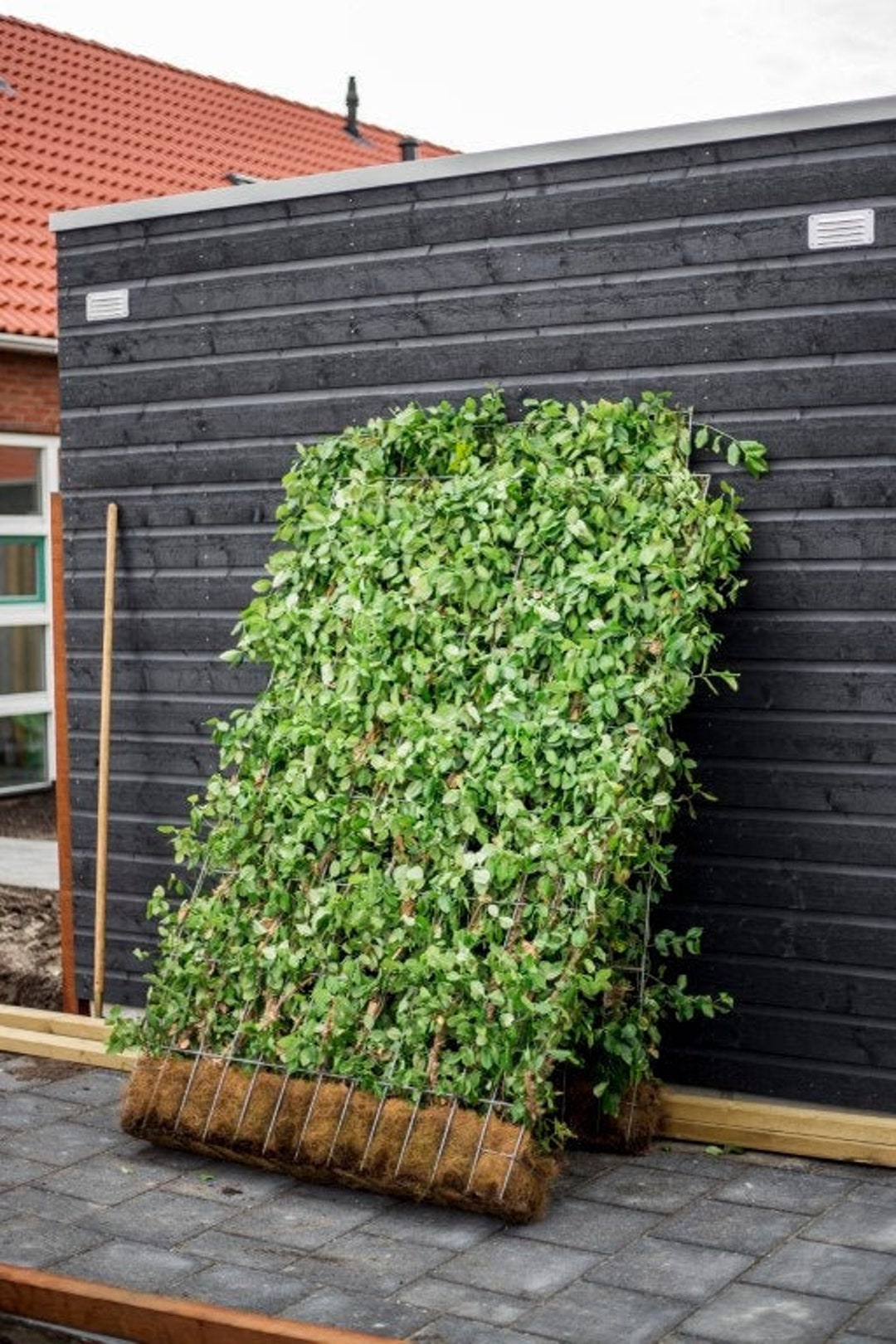 Mobilane Instant Green Screen a Ready Made Privacy Hedge Pre-grown ...