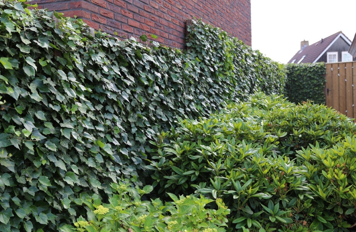 Mobilane Instant Green Screen a Ready Made Privacy Hedge Pre-grown ...