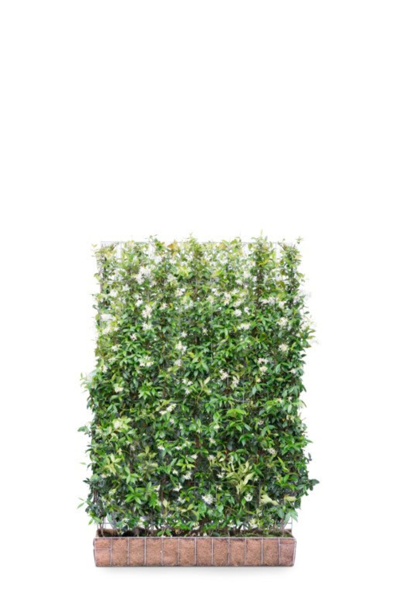 Mobilane Instant Green Screen a Ready Made Privacy Hedge | Etsy UK