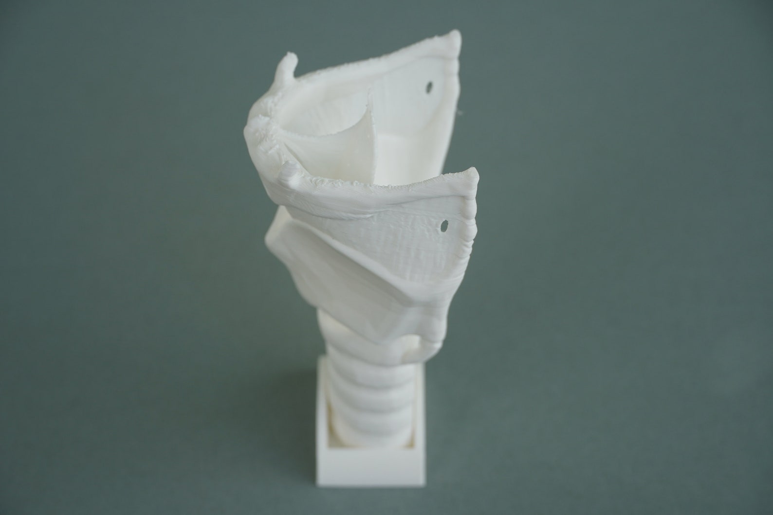 Larynx Anatomical Model 3D Printed | Etsy